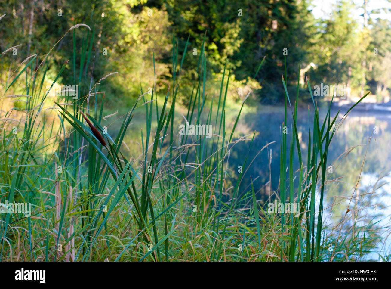 Cattails and reeds on the shoreline of serene river Stock Photo - Alamy