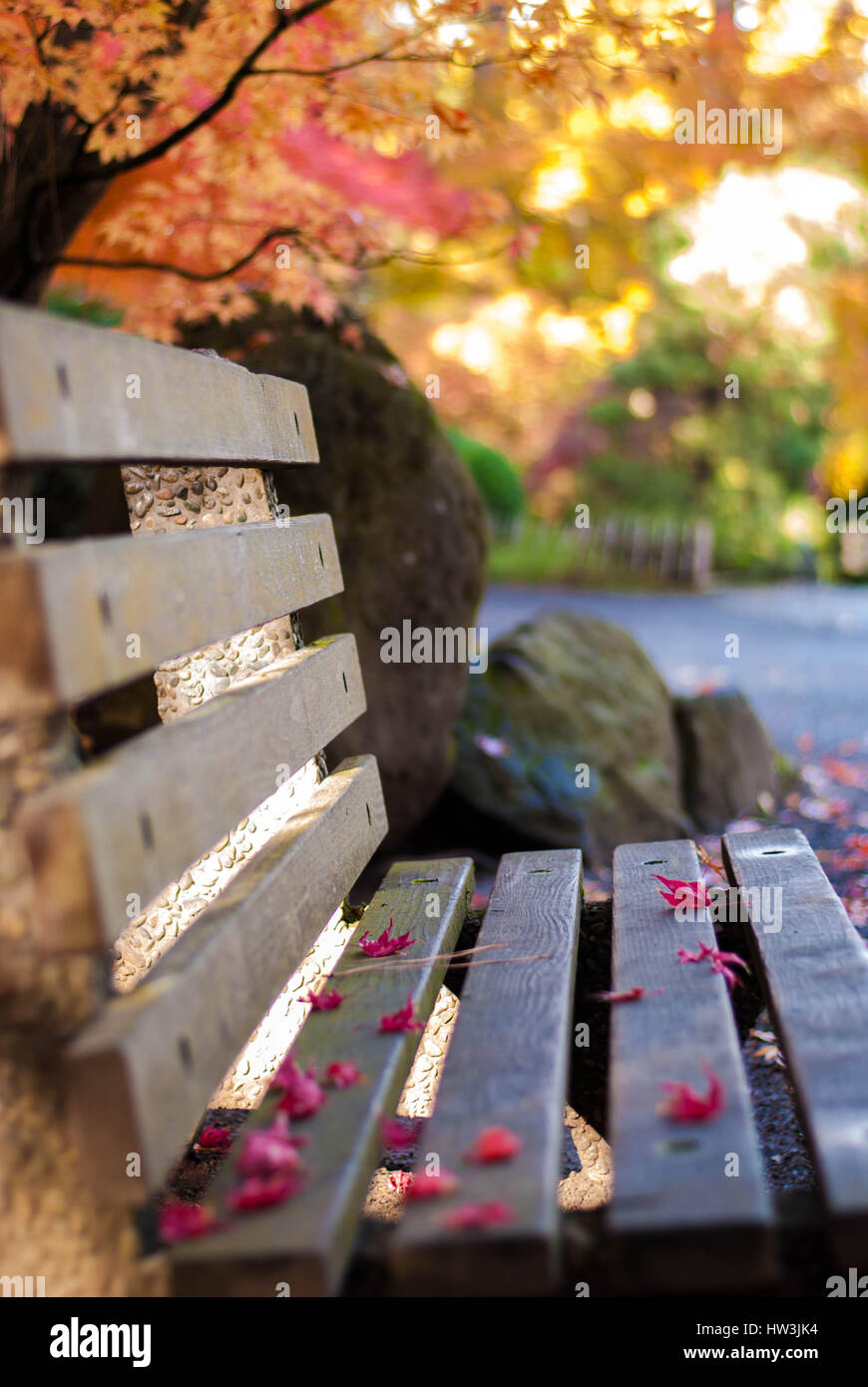 Cozy park bench with scattered fall leaves and gorgeous colors in the ...