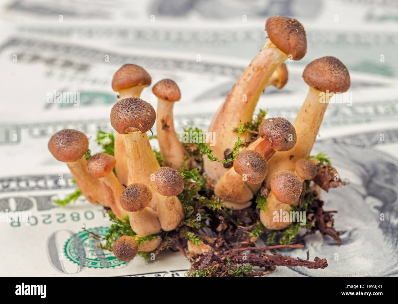 Mushrooms on money background. Business success concept Stock Photo - Alamy