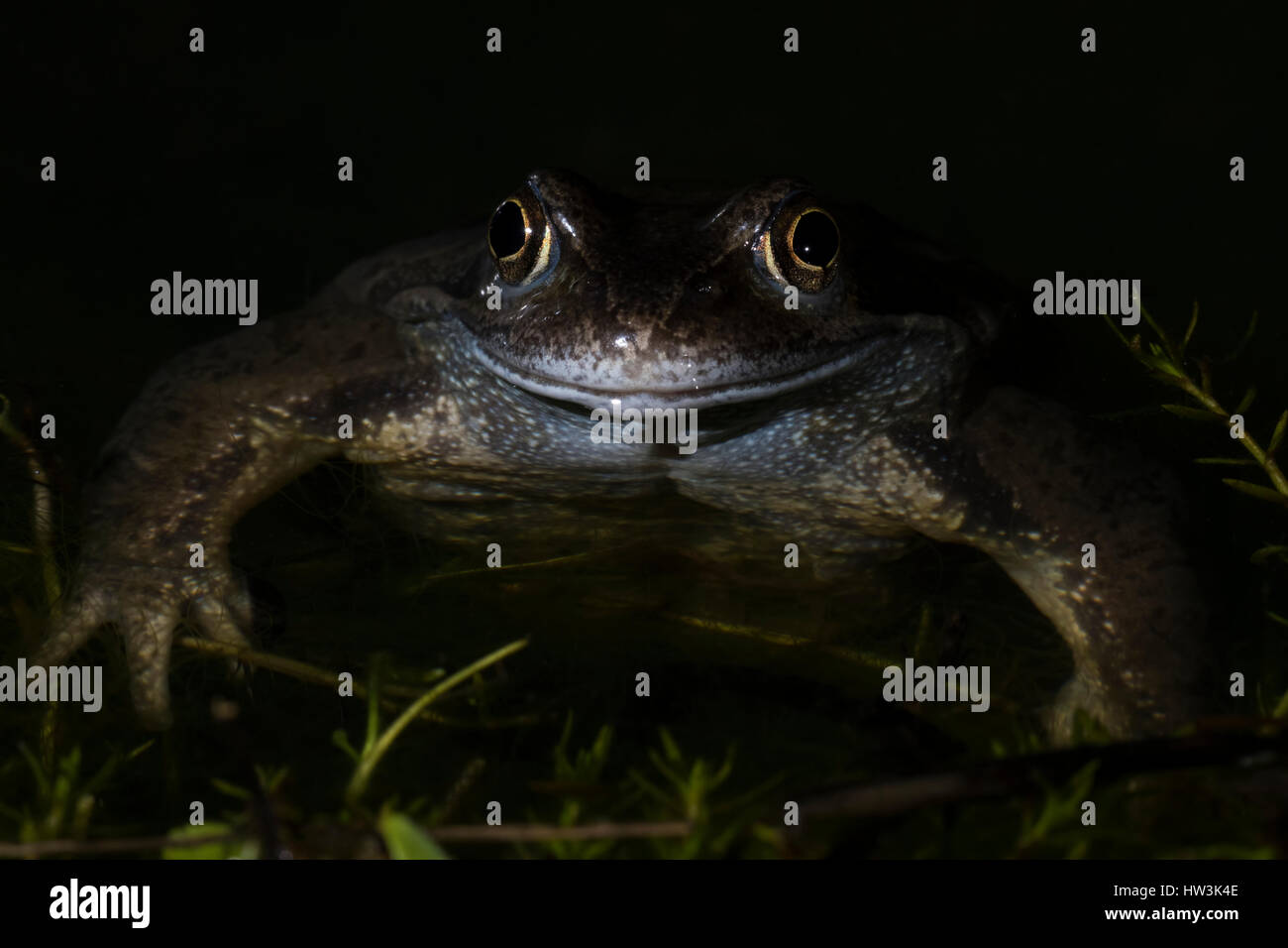 Close up of Common Frog (Rana Temporaria) in pond at night, Hastings ...
