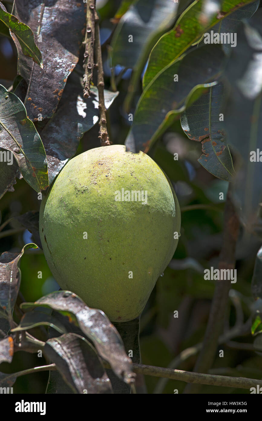 Mango fruit on tree in South East Asia Stock Photo - Alamy