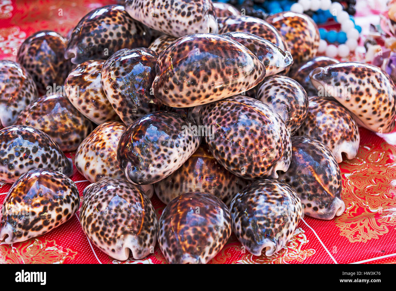Egypt red sea beach shells hi-res stock photography and images - Alamy