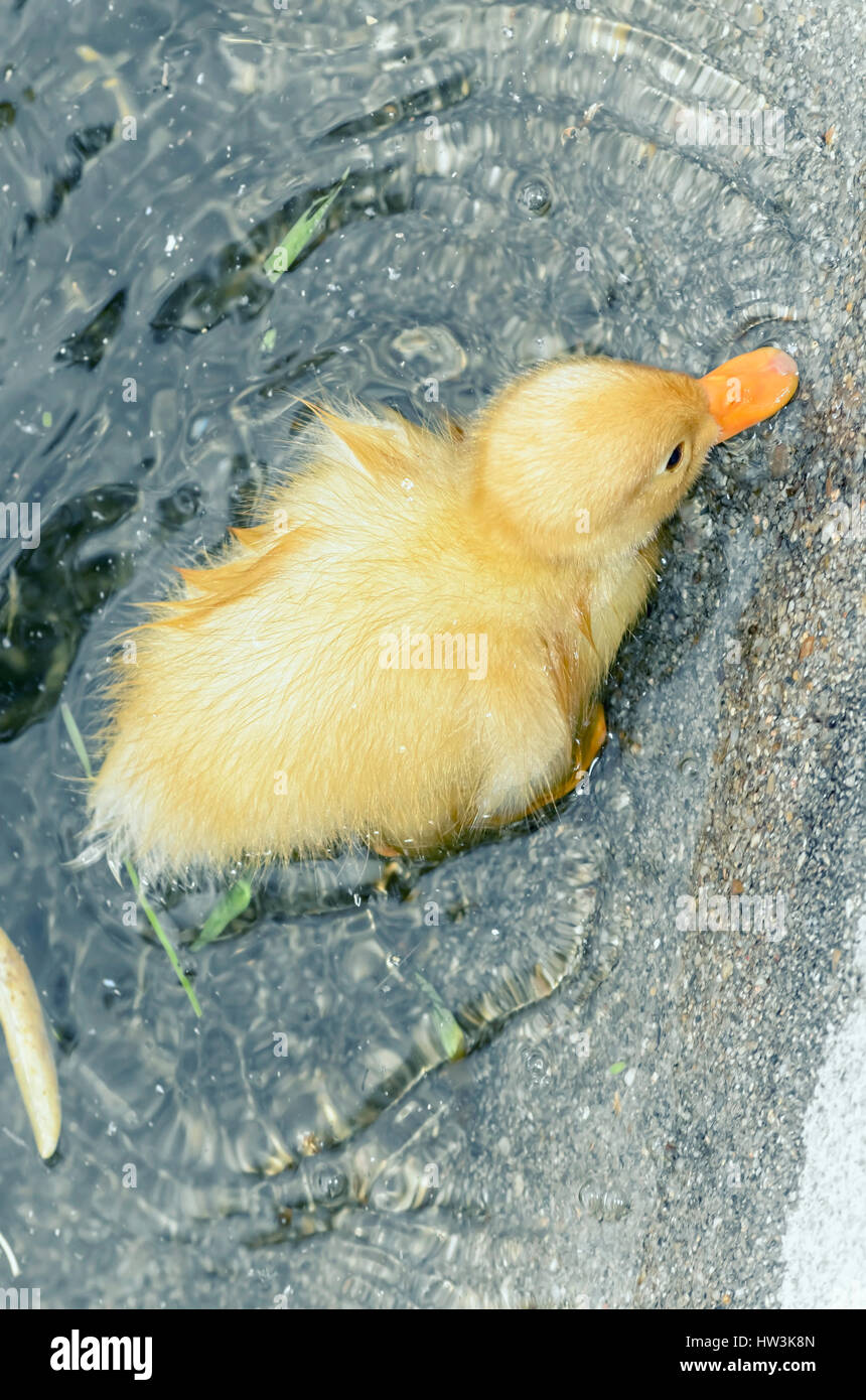 Baby animals. Close-up of beautiful duckling, with yellow plumage ...