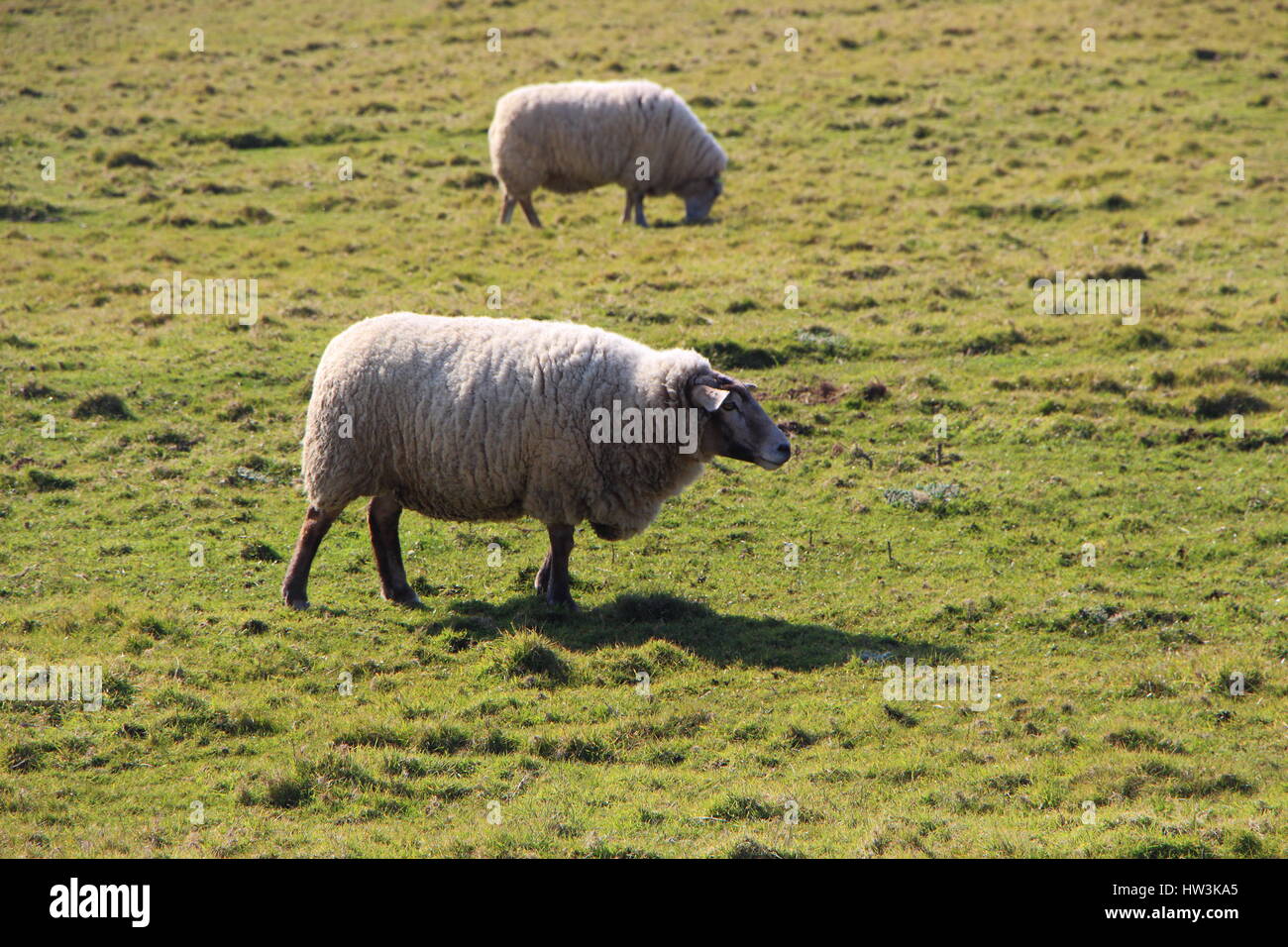 Sheep in a field Stock Photo - Alamy