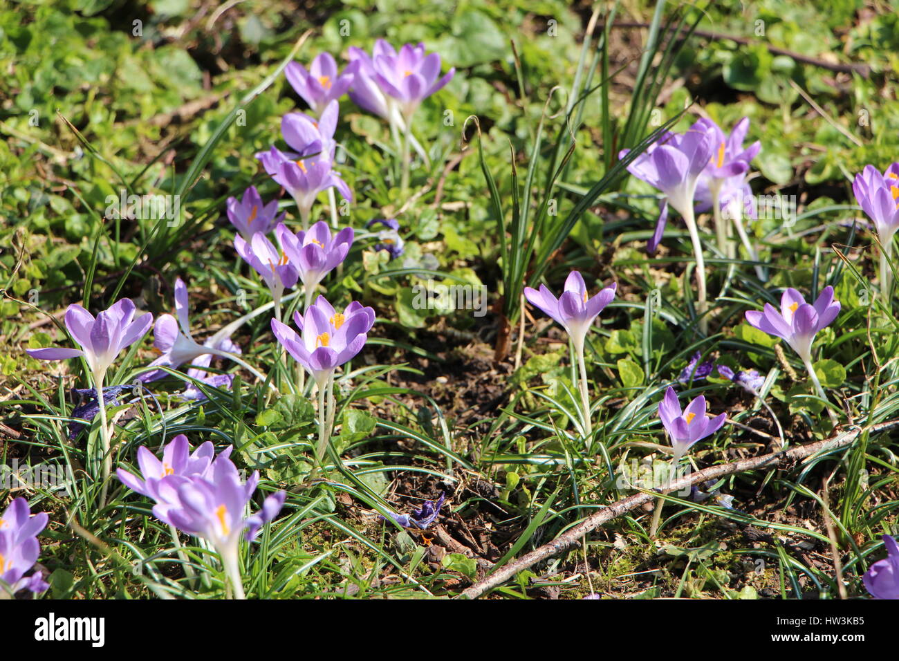 Crocus flowers in a garden Stock Photo - Alamy