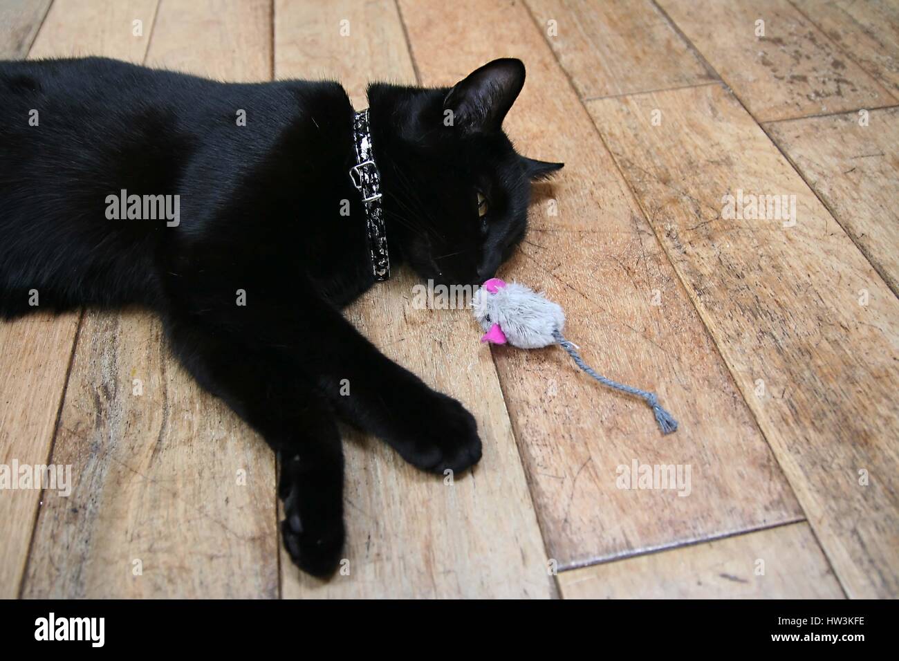 large shiny black cat playing with a mouse on a wooden floor cat ...
