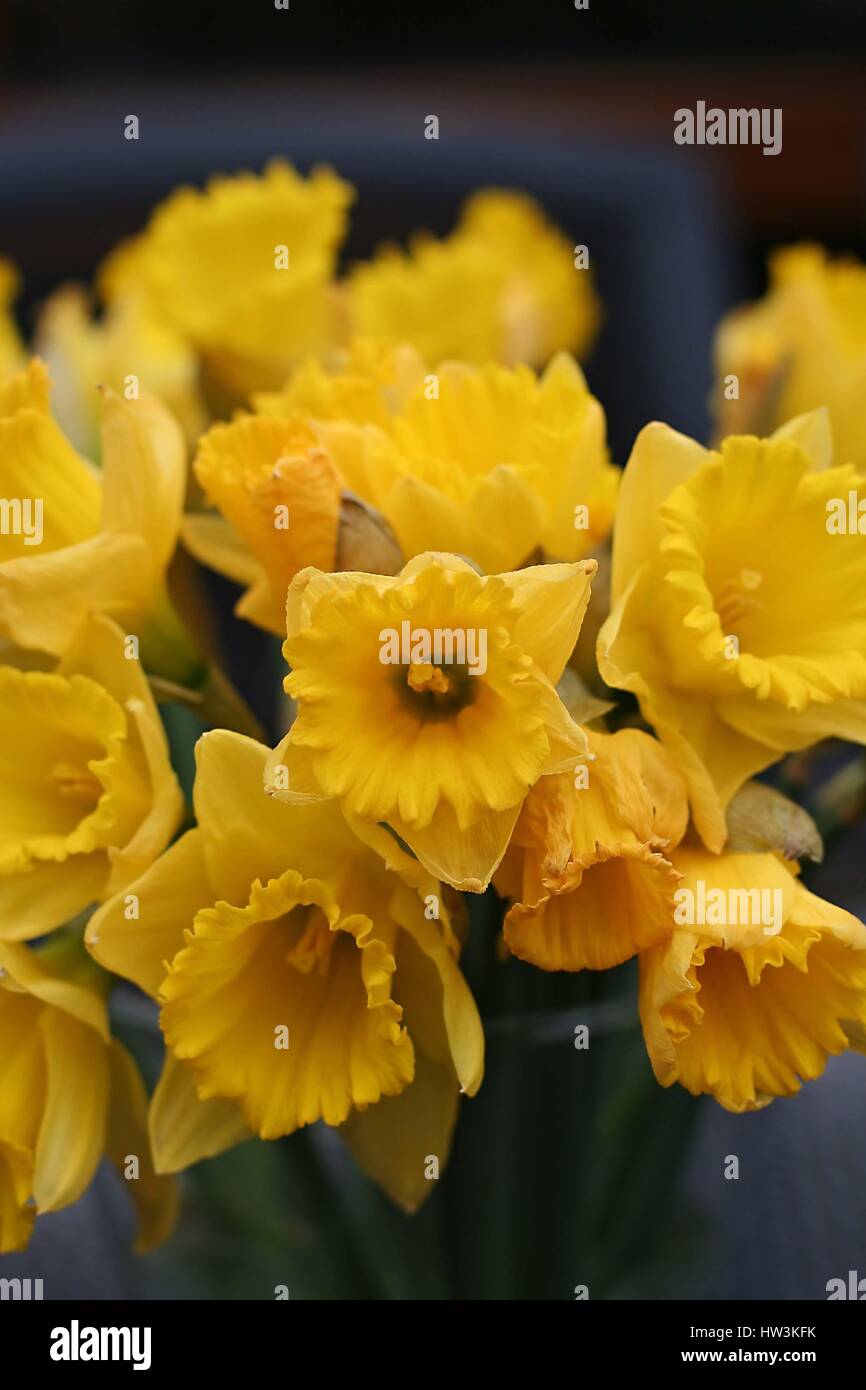 A vase, bunch of yellow golden daffodils on a spring day cancer concept ...