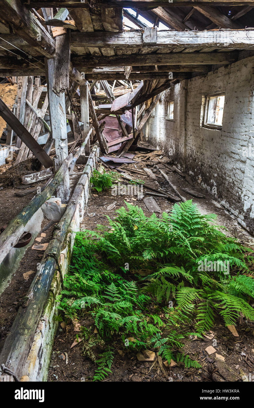 Inside the pig house of old kolkhoz in abandoned Mashevo village of ...