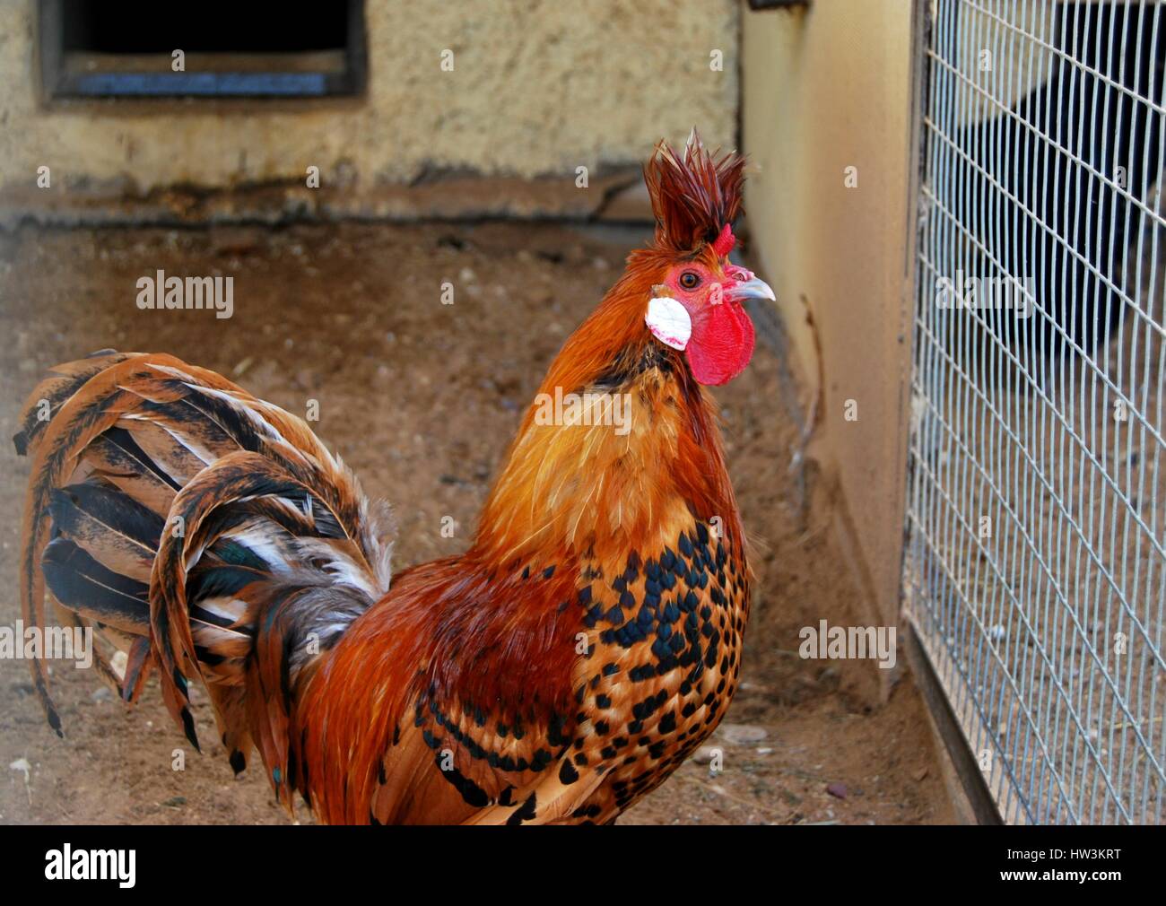 Hens in the yard of a hen house. Cultivation of poultry Stock Photo - Alamy