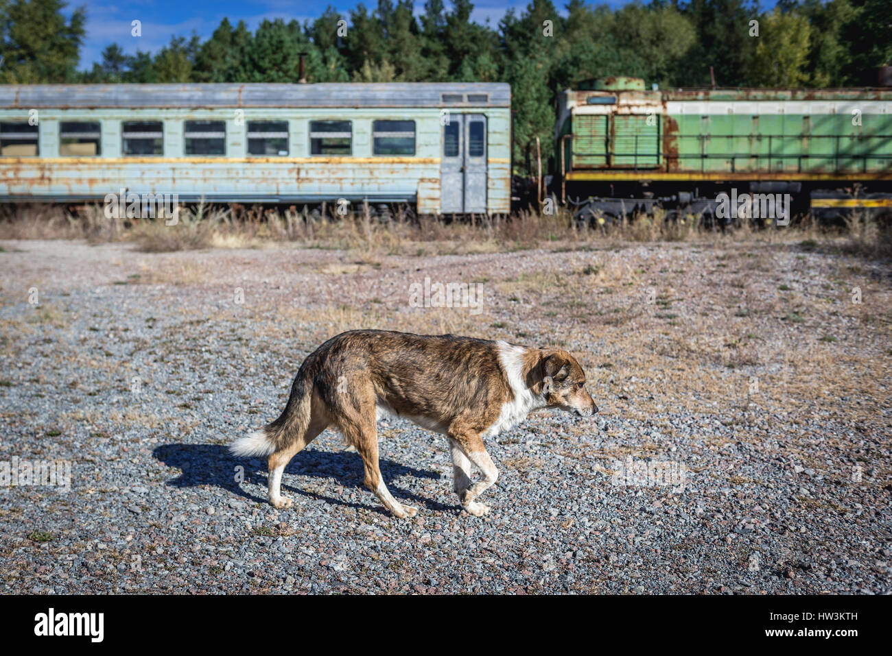 Old train in abandoned Yaniv town railway station, Chernobyl Nuclear ...