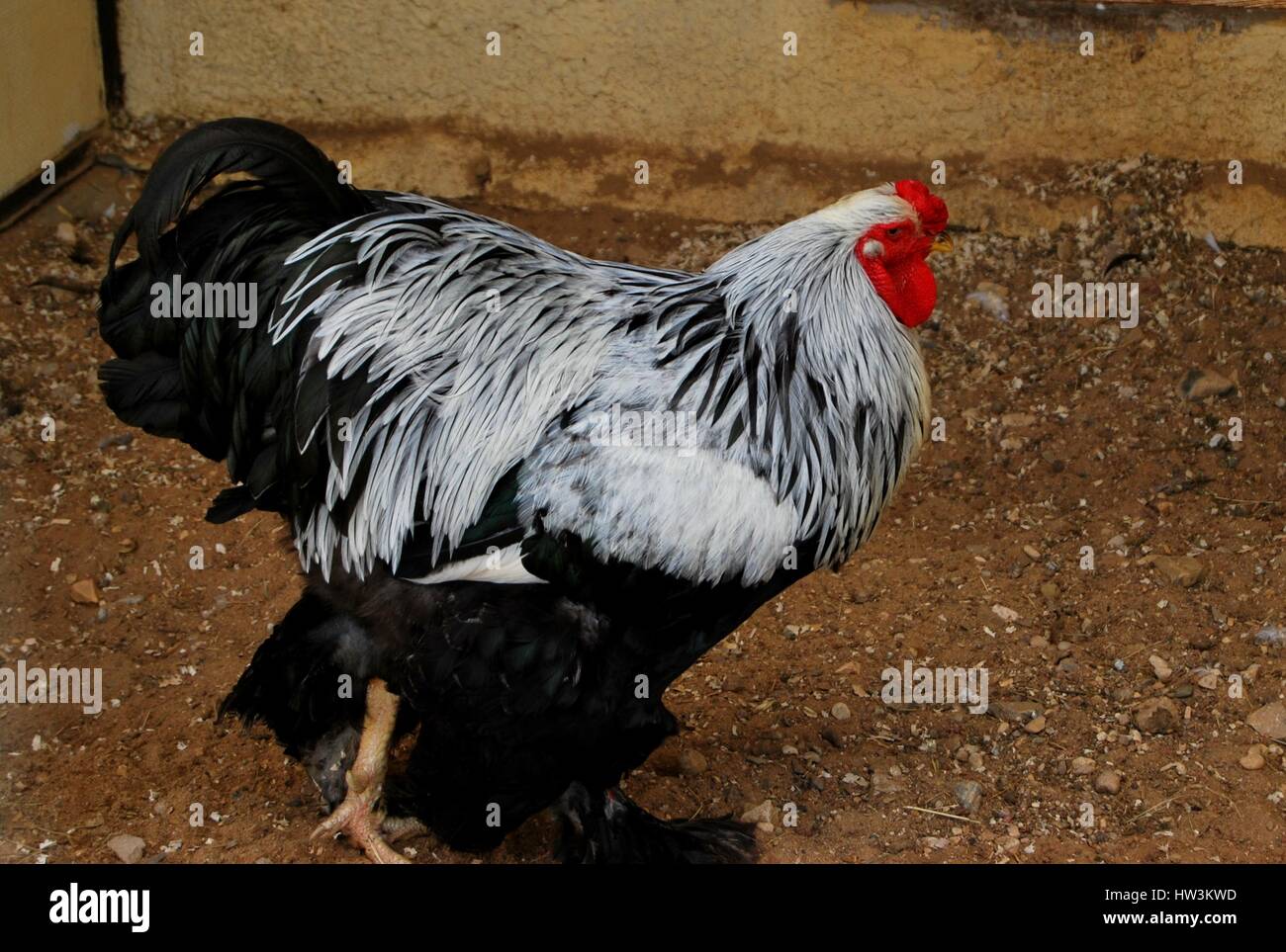 Hens in the yard of a hen house. Cultivation of poultry Stock Photo - Alamy