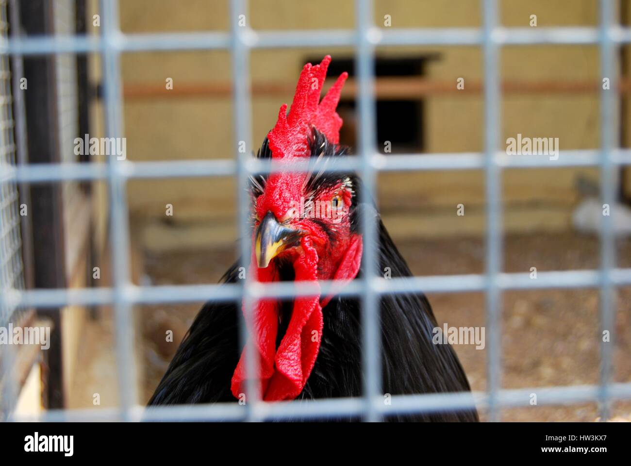 Hens in the yard of a hen house. Cultivation of poultry Stock Photo - Alamy