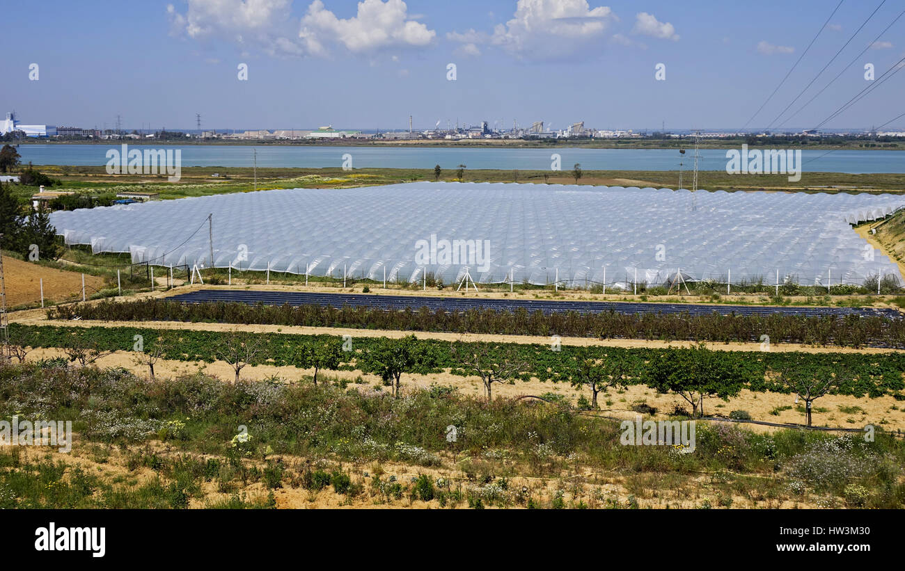 Strawberry planting in Palos de la Frontera, Huelva, Spain Stock Photo ...