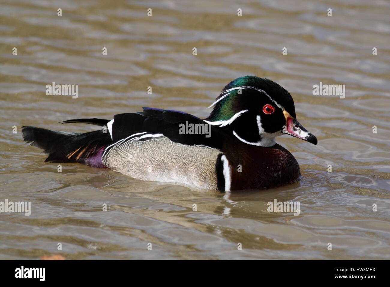 Drake johnston hi-res stock photography and images - Alamy