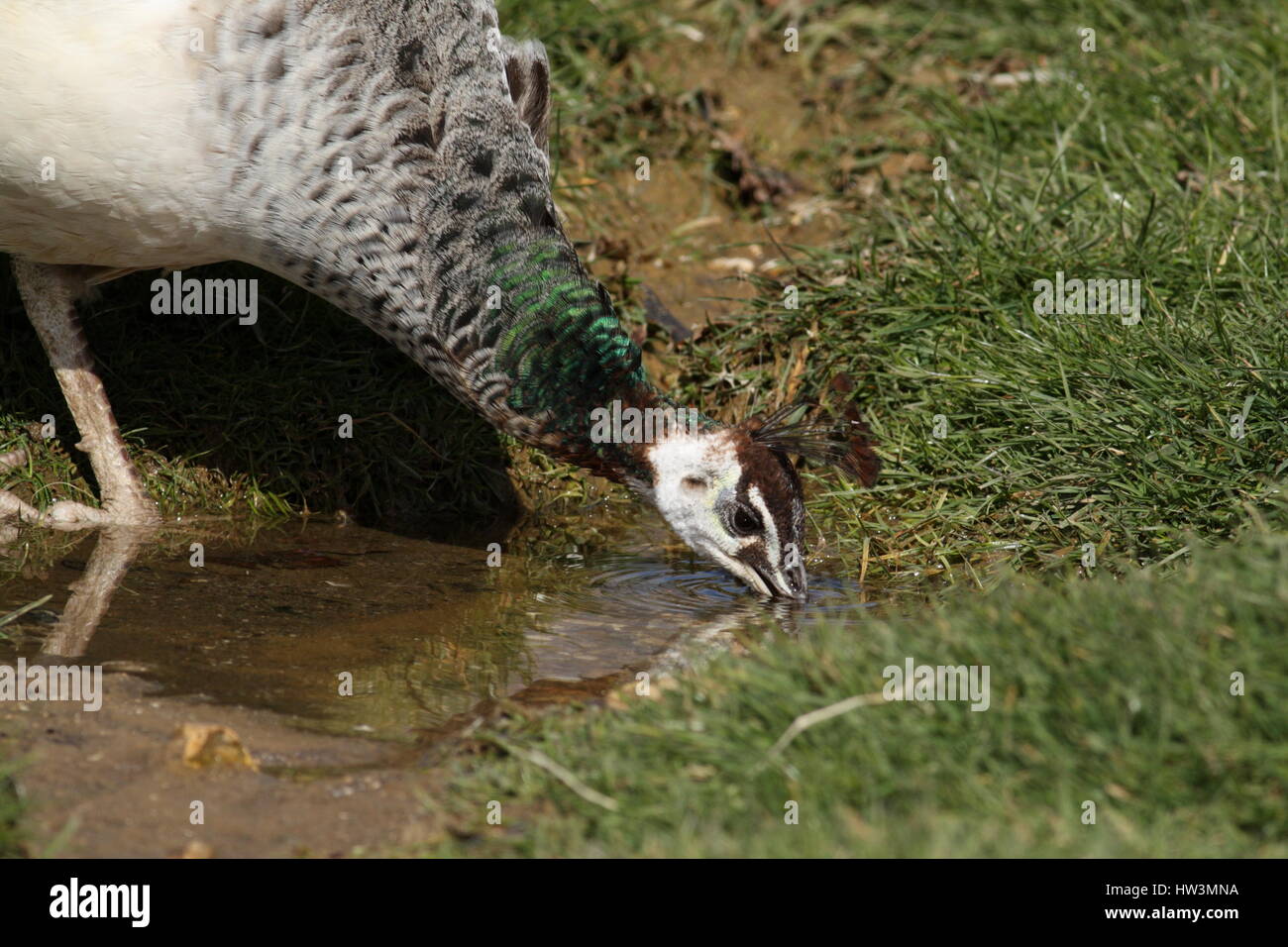Peahen drinking from puddle Stock Photo - Alamy