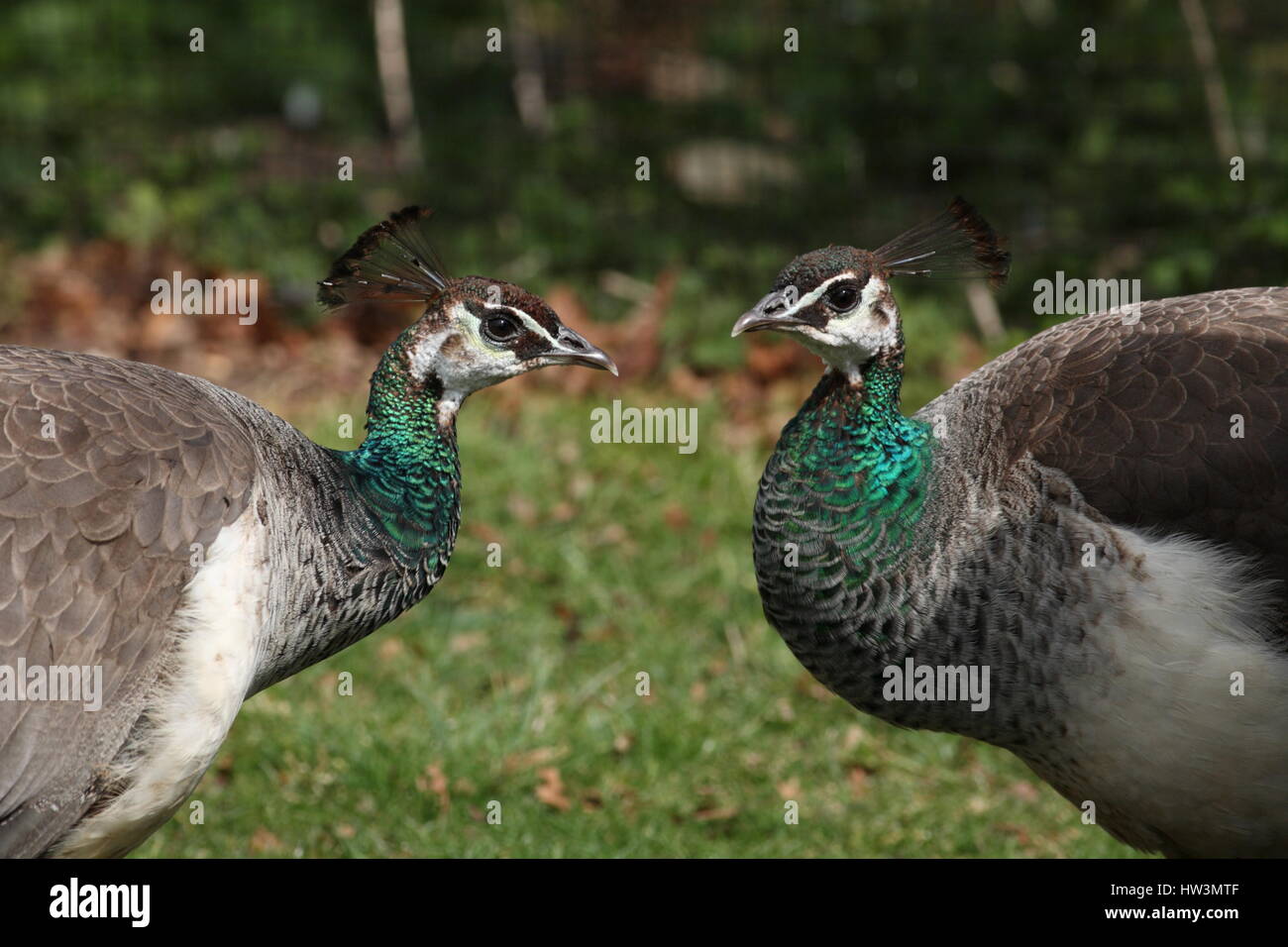 Peahen photography hi-res stock photography and images - Alamy