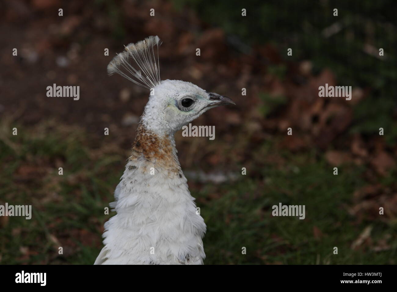 Peahen photography hi-res stock photography and images - Alamy