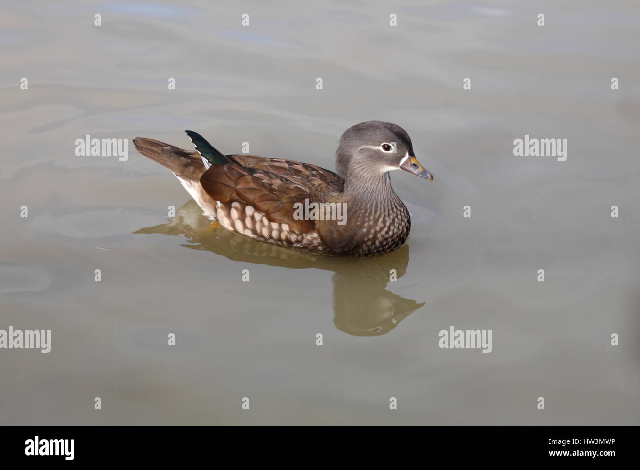Female Mandarin Duck Stock Photo - Alamy