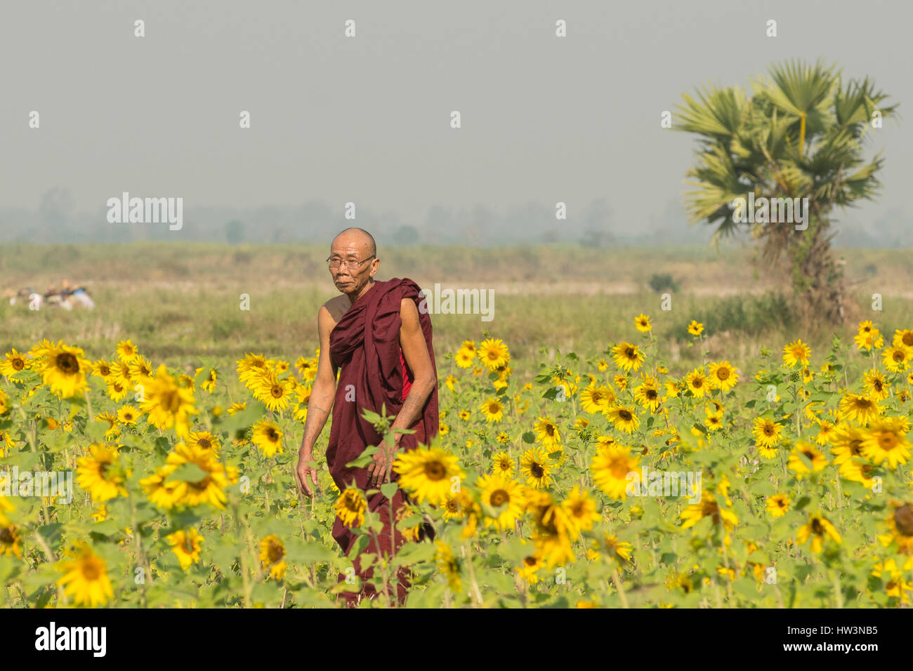 Buddhist monk myanmar hi-res stock photography and images - Alamy
