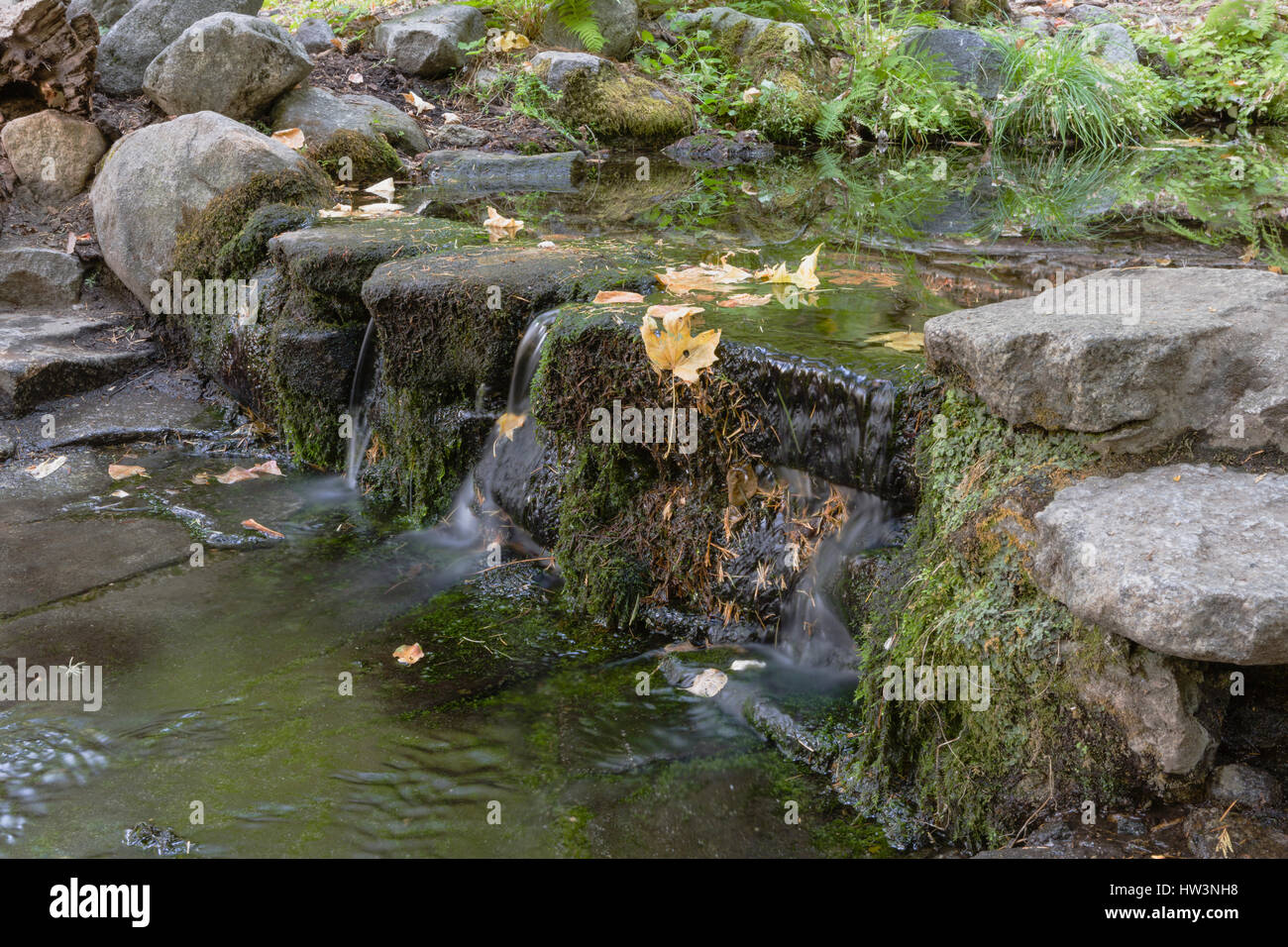 Fern Spring, Yosemite National Park, CA, USA Stock Photo - Alamy
