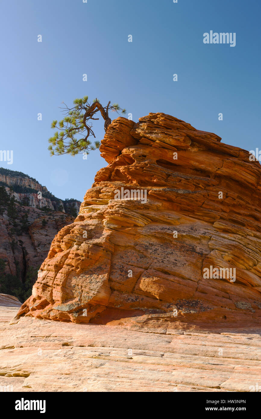 Piñon Pine (Pinus edulis) growing on rock formation, Zion National Park ...