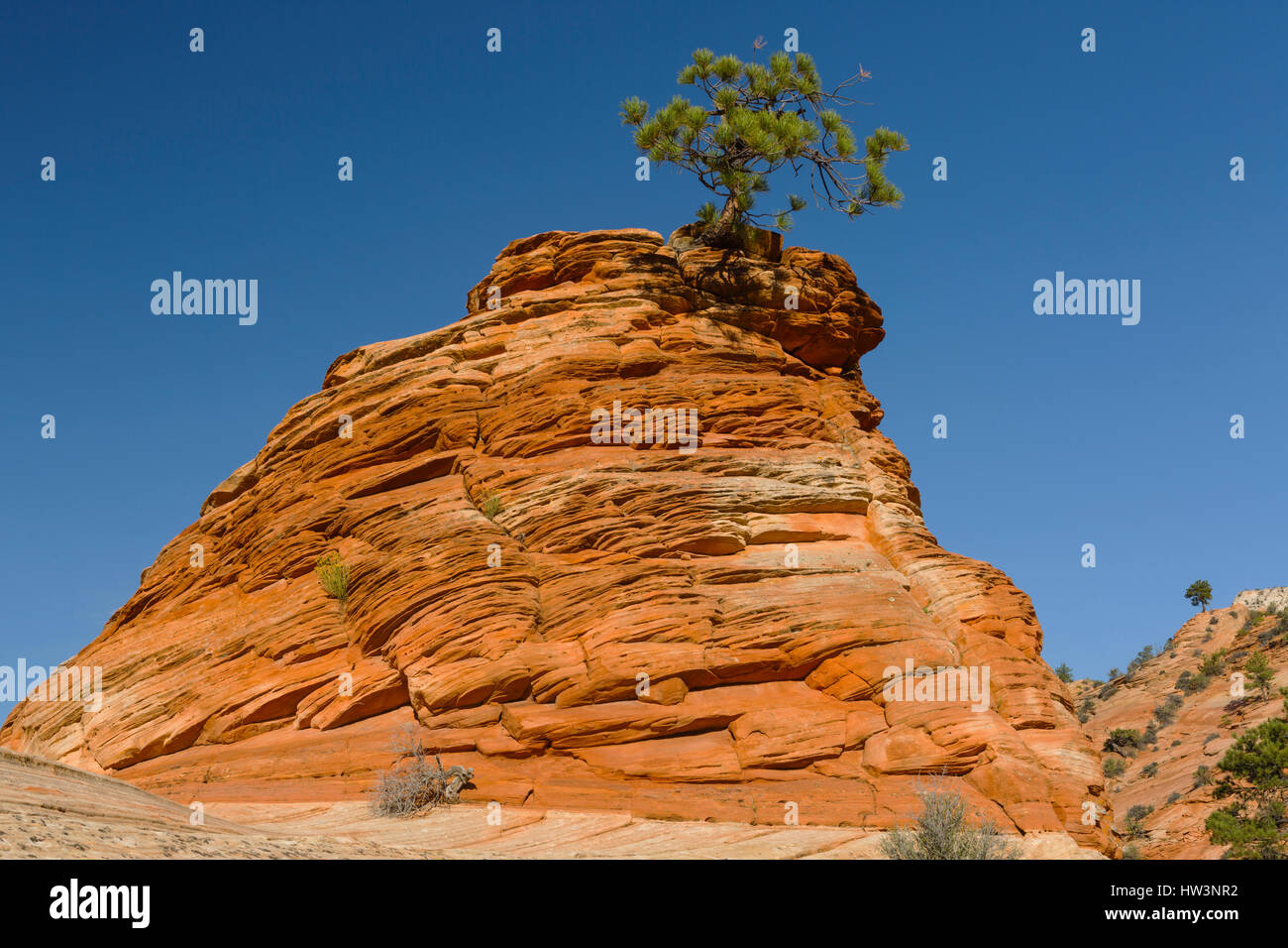 Piñon Pine (Pinus edulis) growing on rock formation, Zion National Park ...