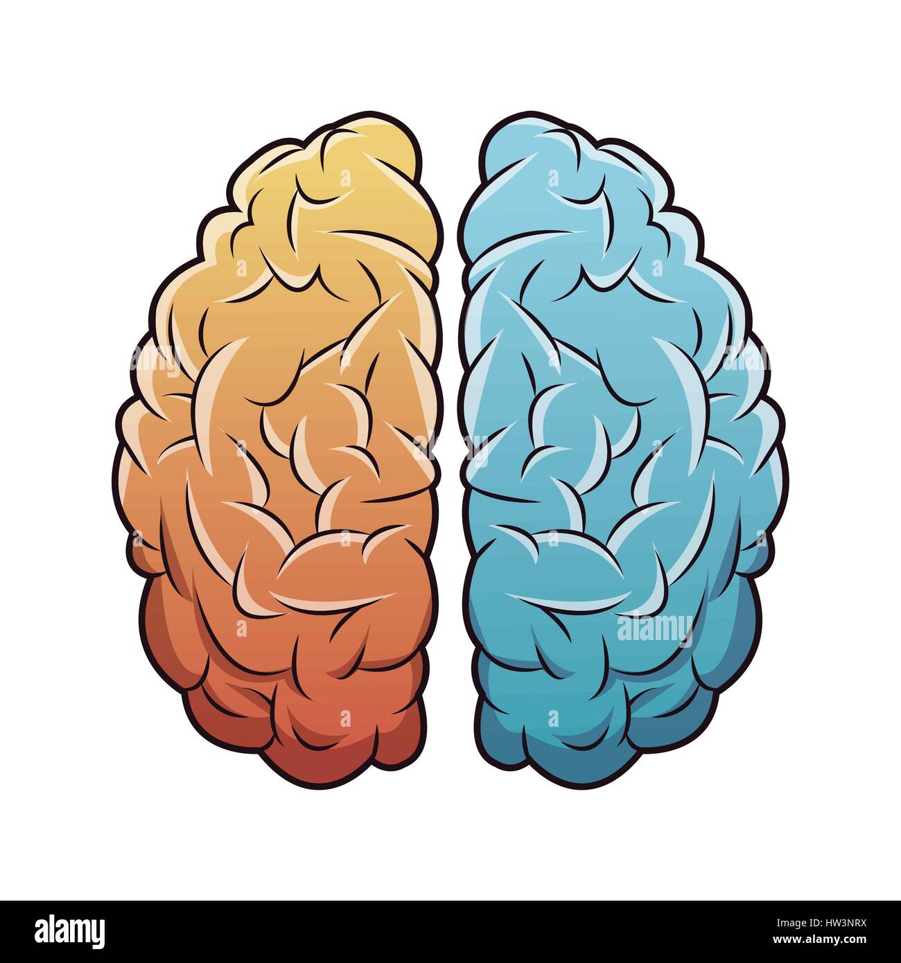 human brain anatomy image Stock Vector Image & Art - Alamy