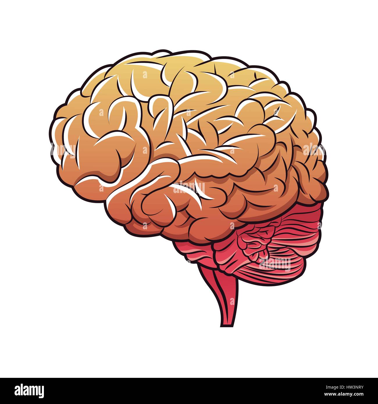 human brain structure image Stock Vector Image & Art - Alamy