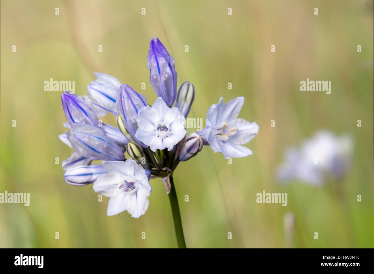 Brodiaea howellii, Bicoloured cluster lily, Catherine Creek, the ...