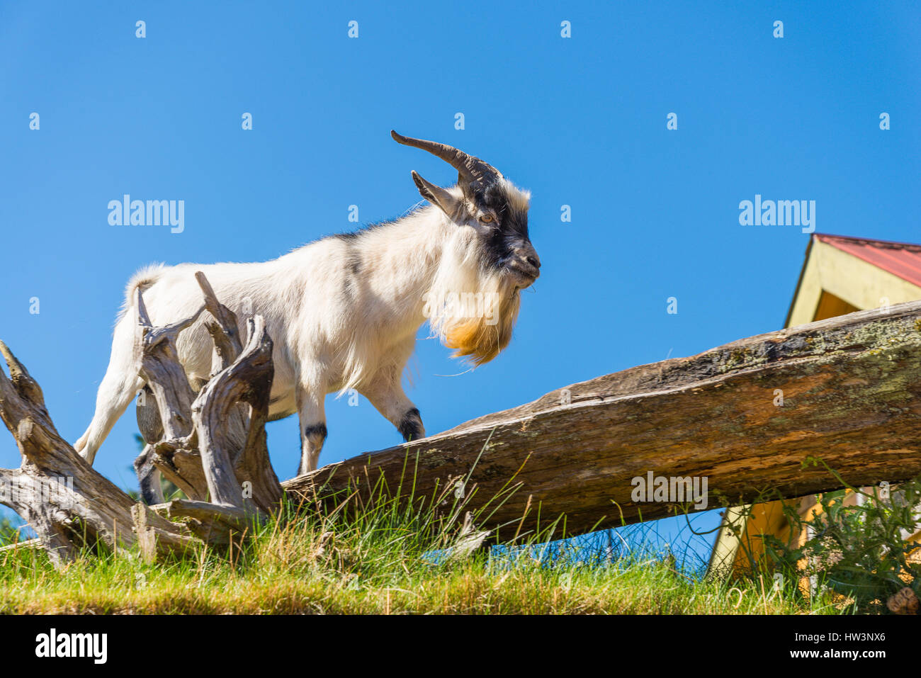 Goat at "Goats on the Roof" Coombs, Vancouver Island, British Columbia ...