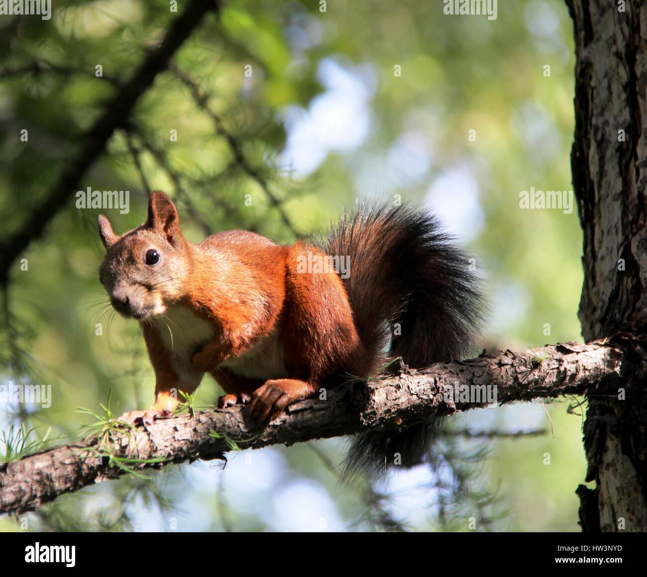 Common forest squirrel in the forest park Stock Photo - Alamy