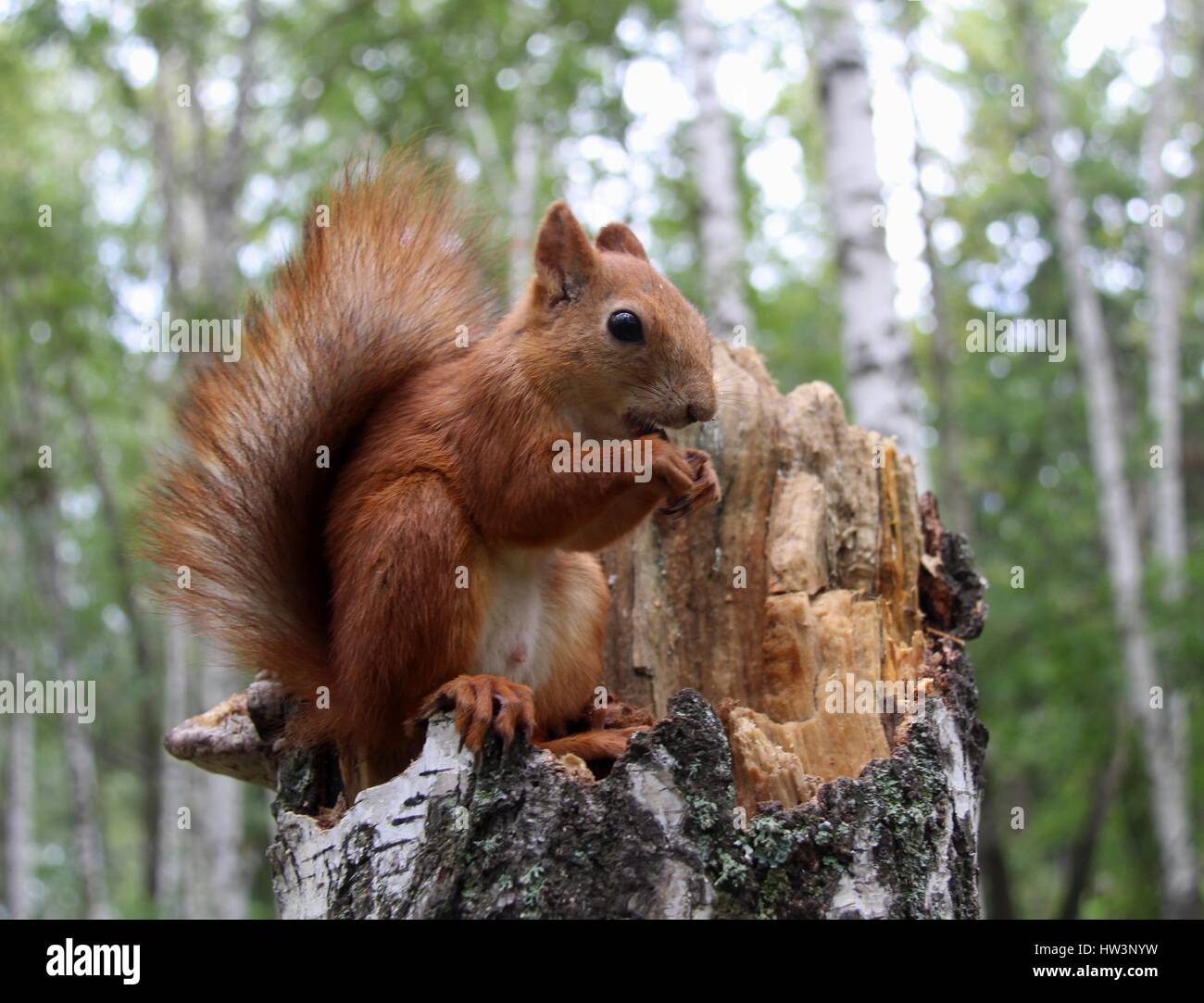 Common forest squirrel in the forest park Stock Photo - Alamy