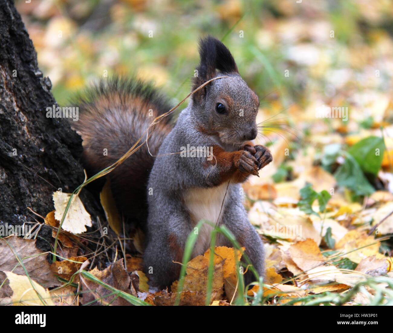 Common forest squirrel in the forest park Stock Photo - Alamy