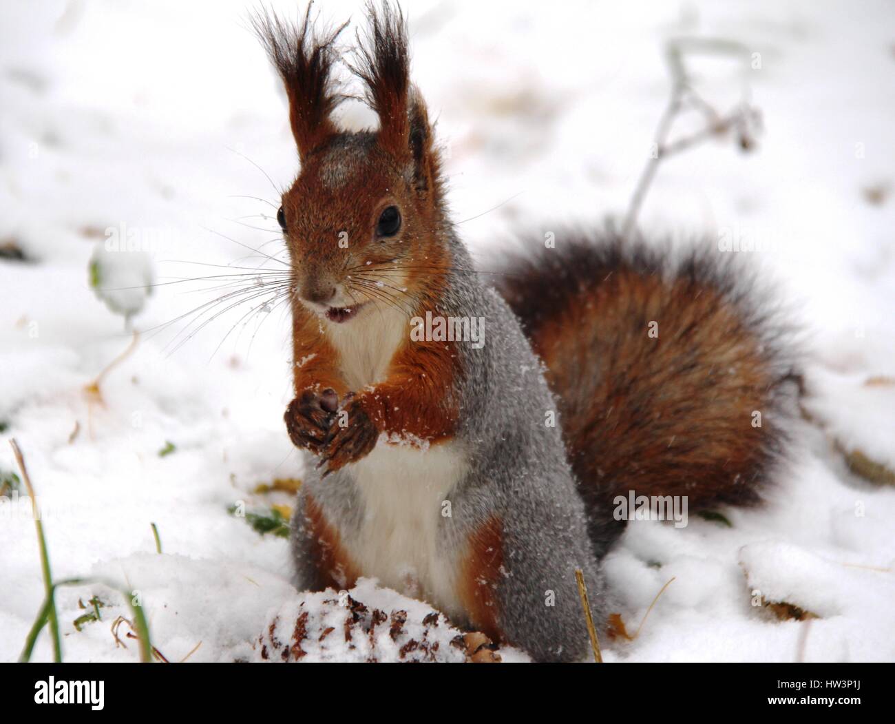 Common forest squirrel in the forest park Stock Photo - Alamy