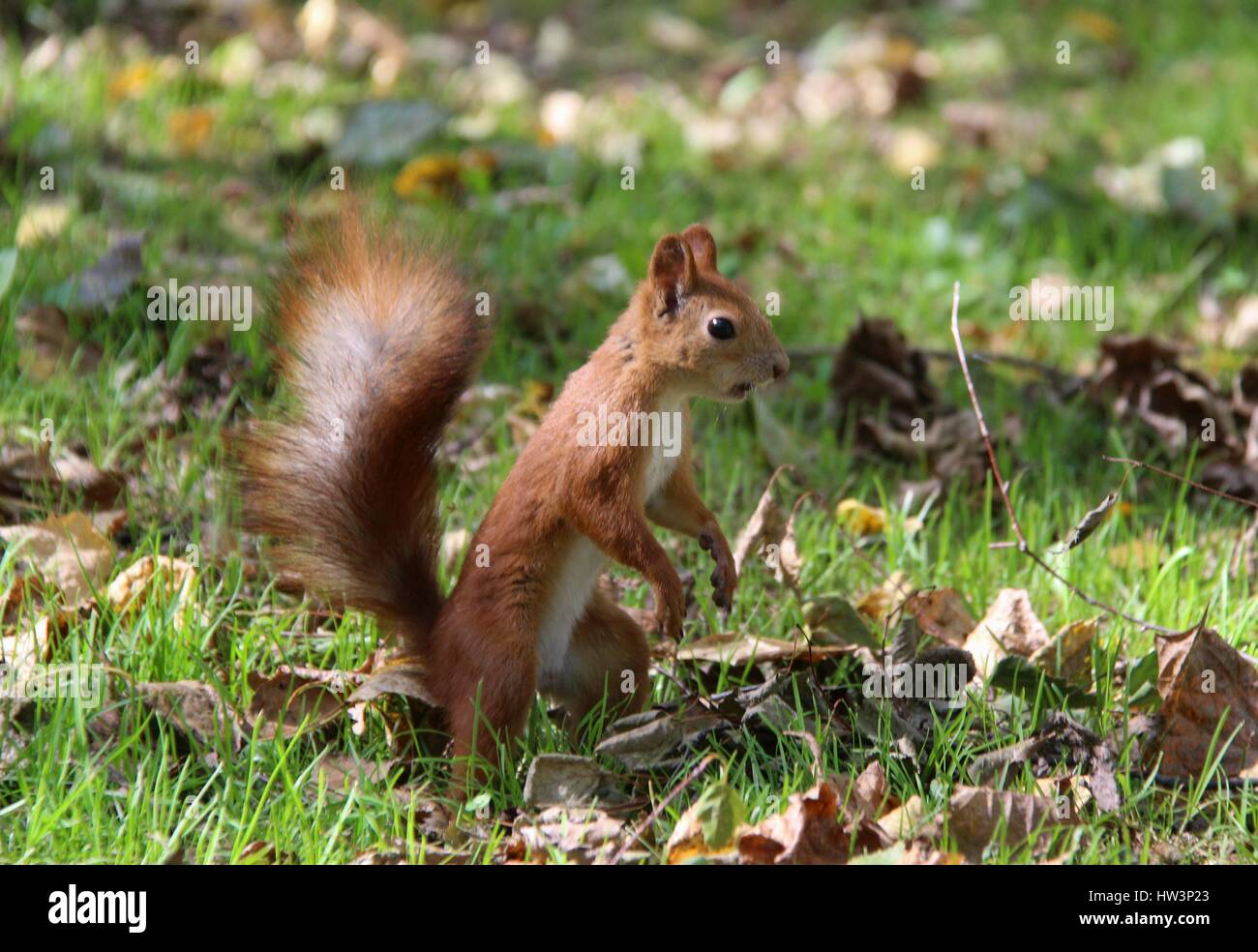 Common forest squirrel in the forest park Stock Photo - Alamy
