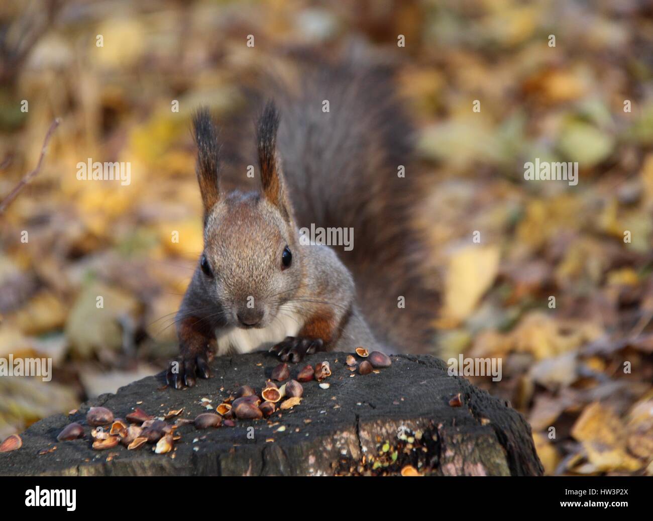 Common forest squirrel in the forest park Stock Photo - Alamy