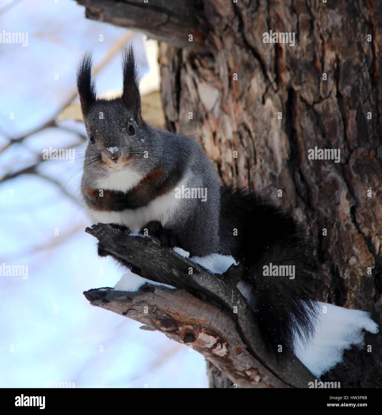 Common forest squirrel in the forest park Stock Photo - Alamy