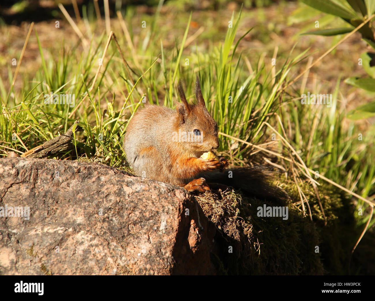 Common forest squirrel in the forest park Stock Photo - Alamy