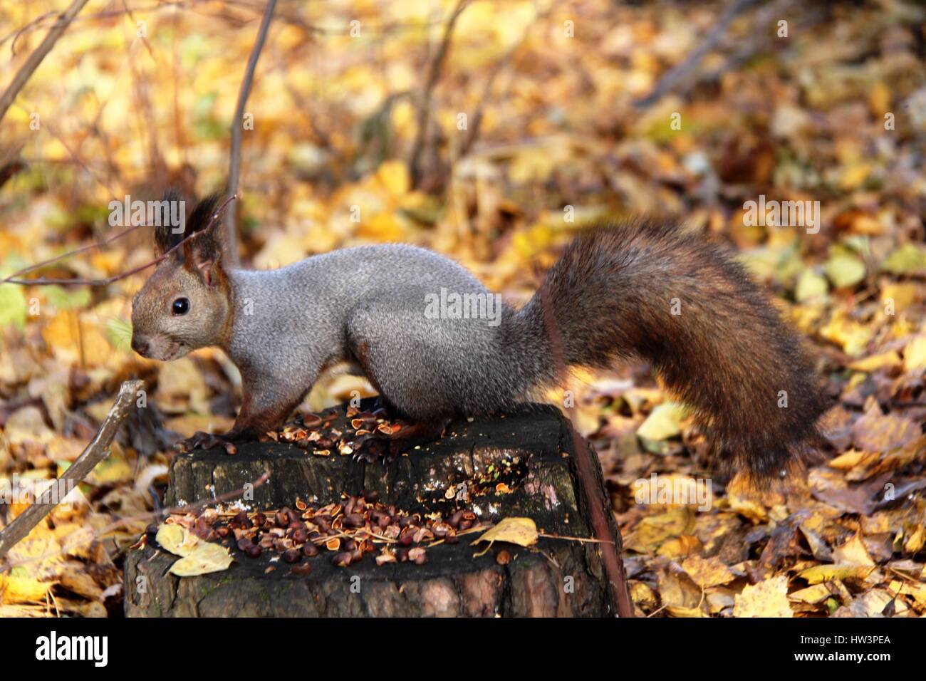 Common forest squirrel in the forest park Stock Photo - Alamy