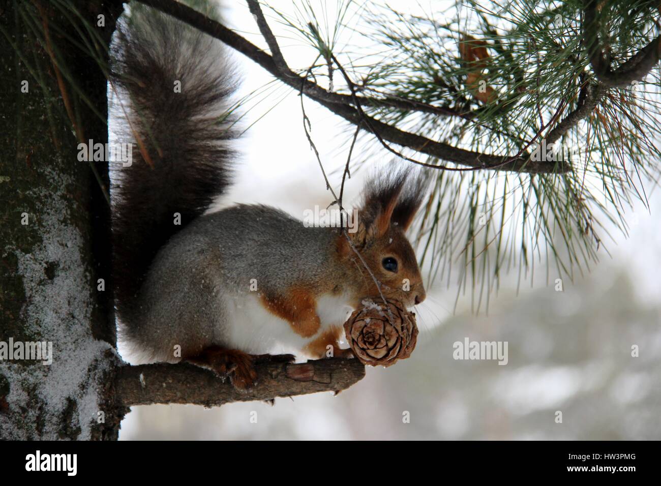 Common forest squirrel in the forest park Stock Photo - Alamy