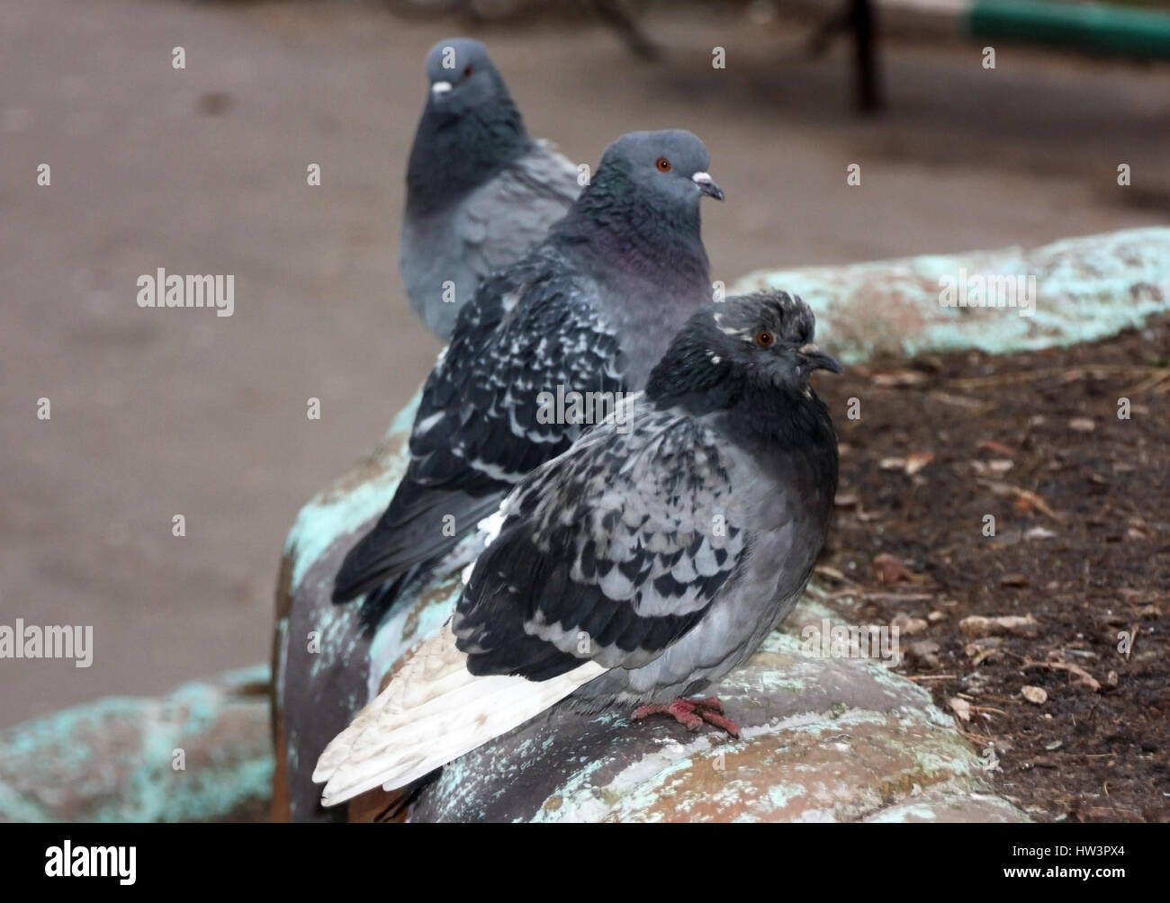 Common blue-gray doves in the city. Bird, who lives next to the man ...