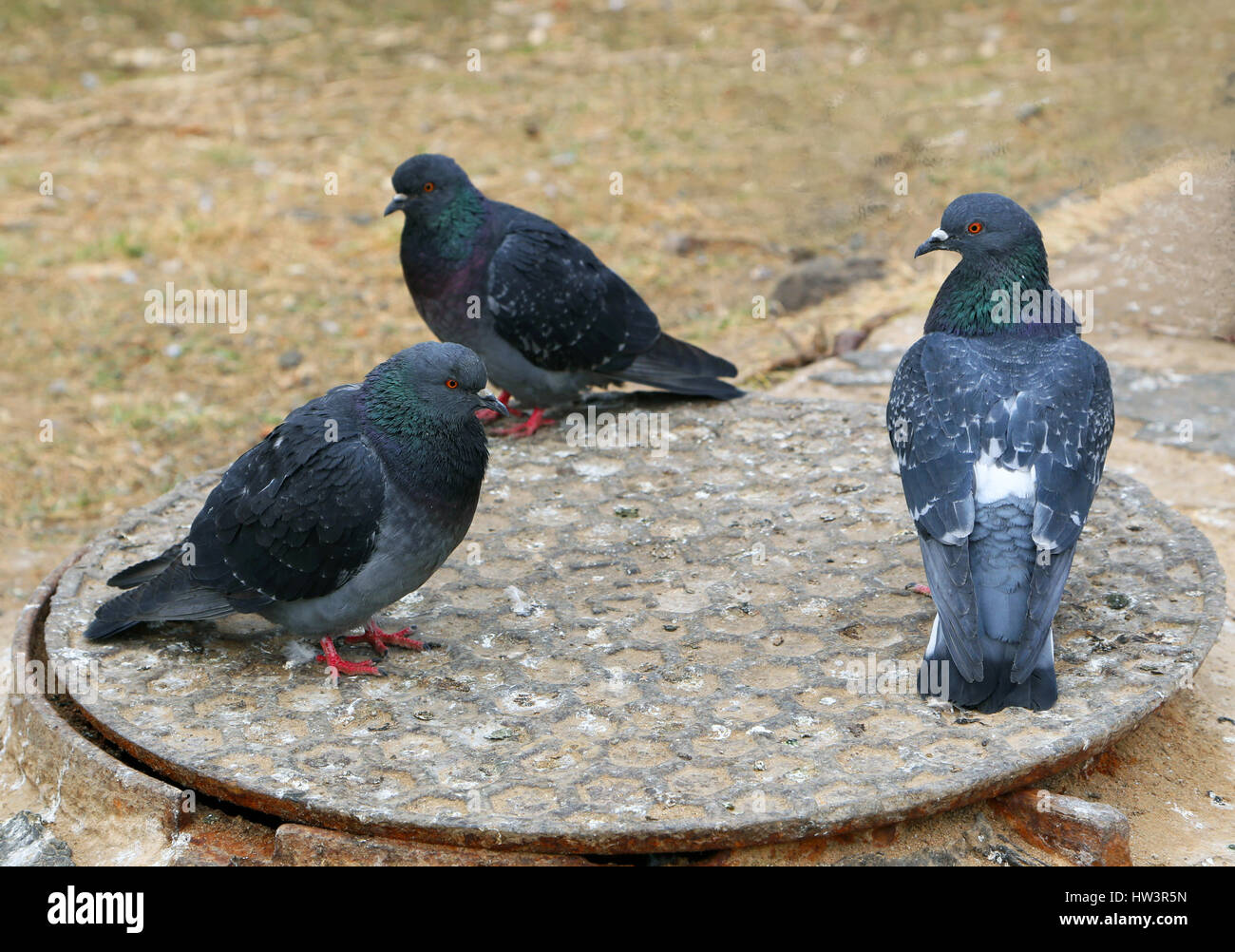 Common blue-gray doves in the city. Bird, who lives next to the man ...