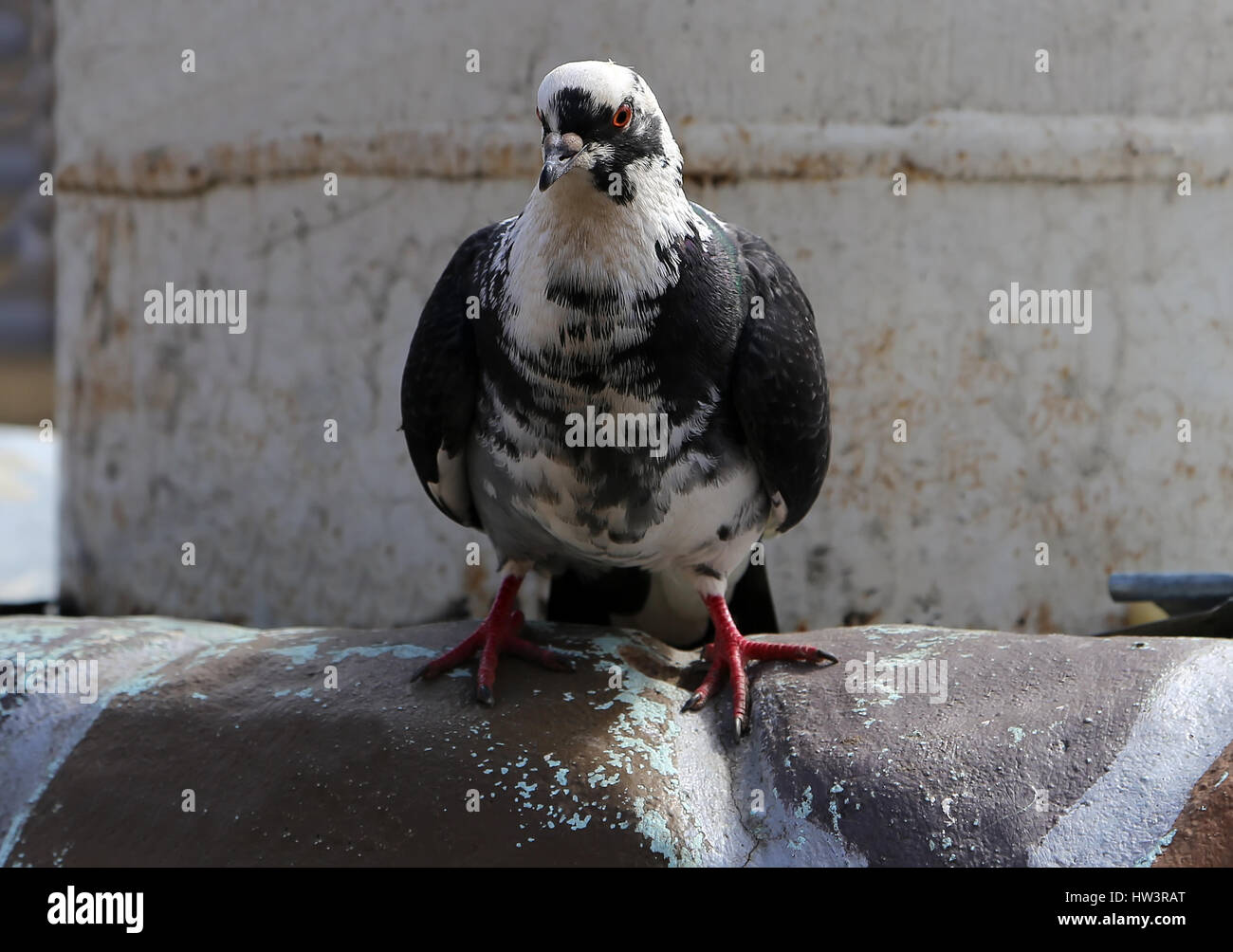 Common blue-gray doves in the city. Bird, who lives next to the man ...