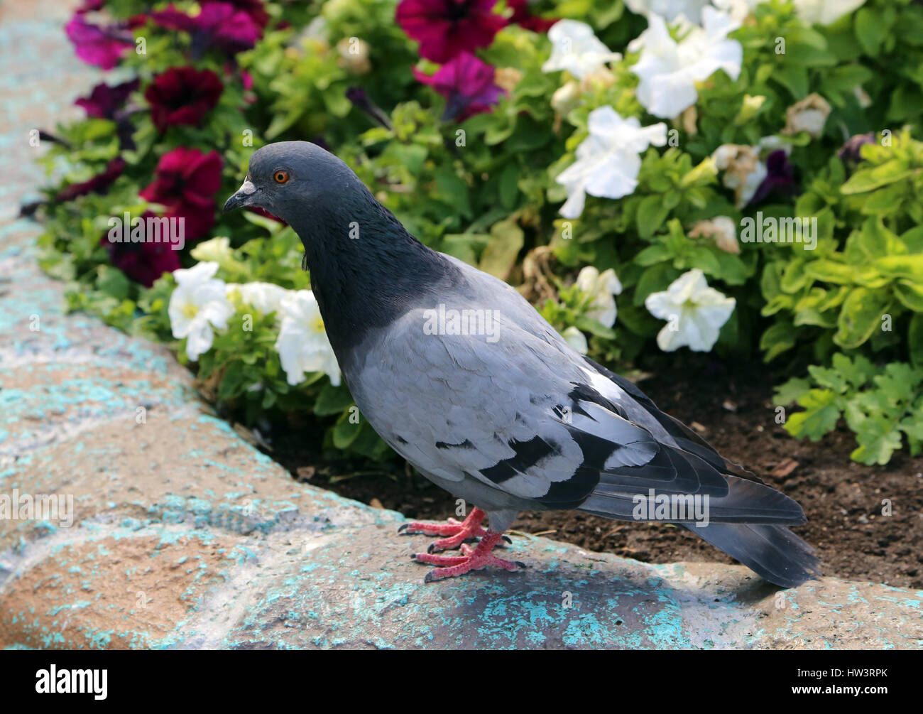 Common blue-gray doves in the city. Bird, who lives next to the man ...