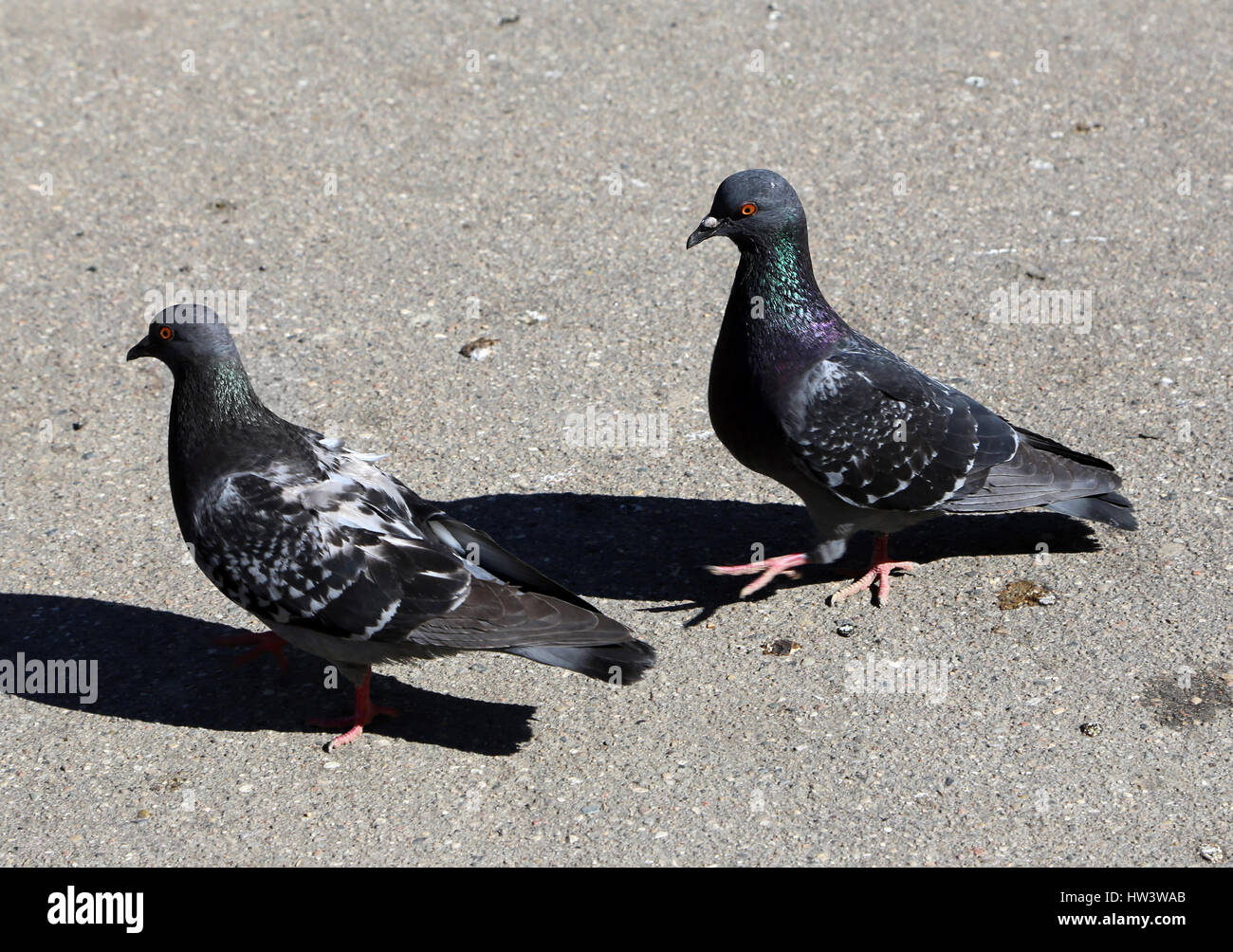 Common blue-gray doves in the city. Bird, who lives next to the man ...