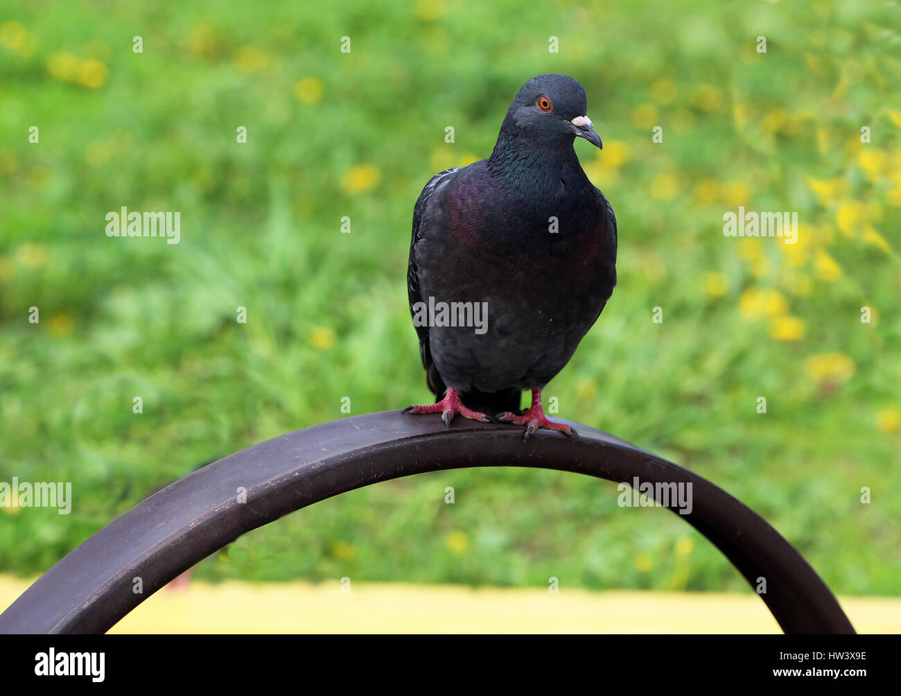 Common blue-gray doves in the city. Bird, who lives next to the man ...