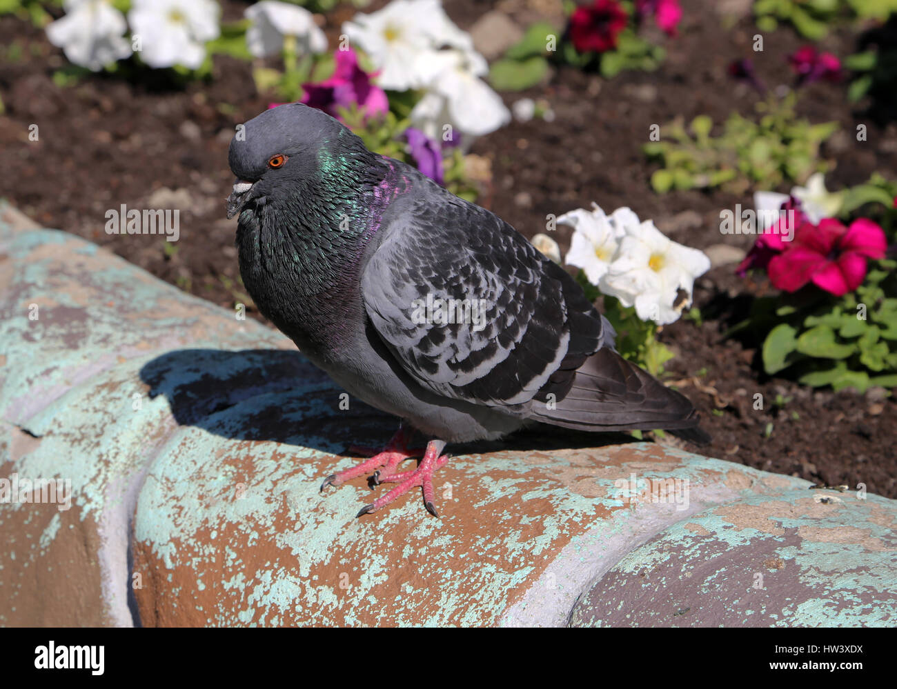 Common blue-gray doves in the city. Bird, who lives next to the man ...