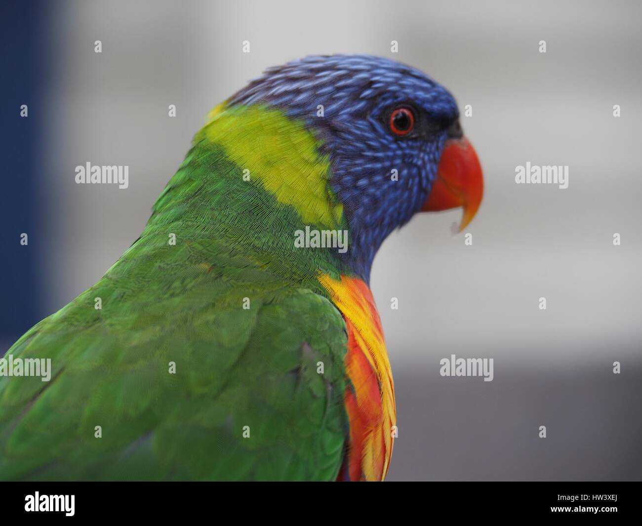 Parrot eyes hi-res stock photography and images - Alamy