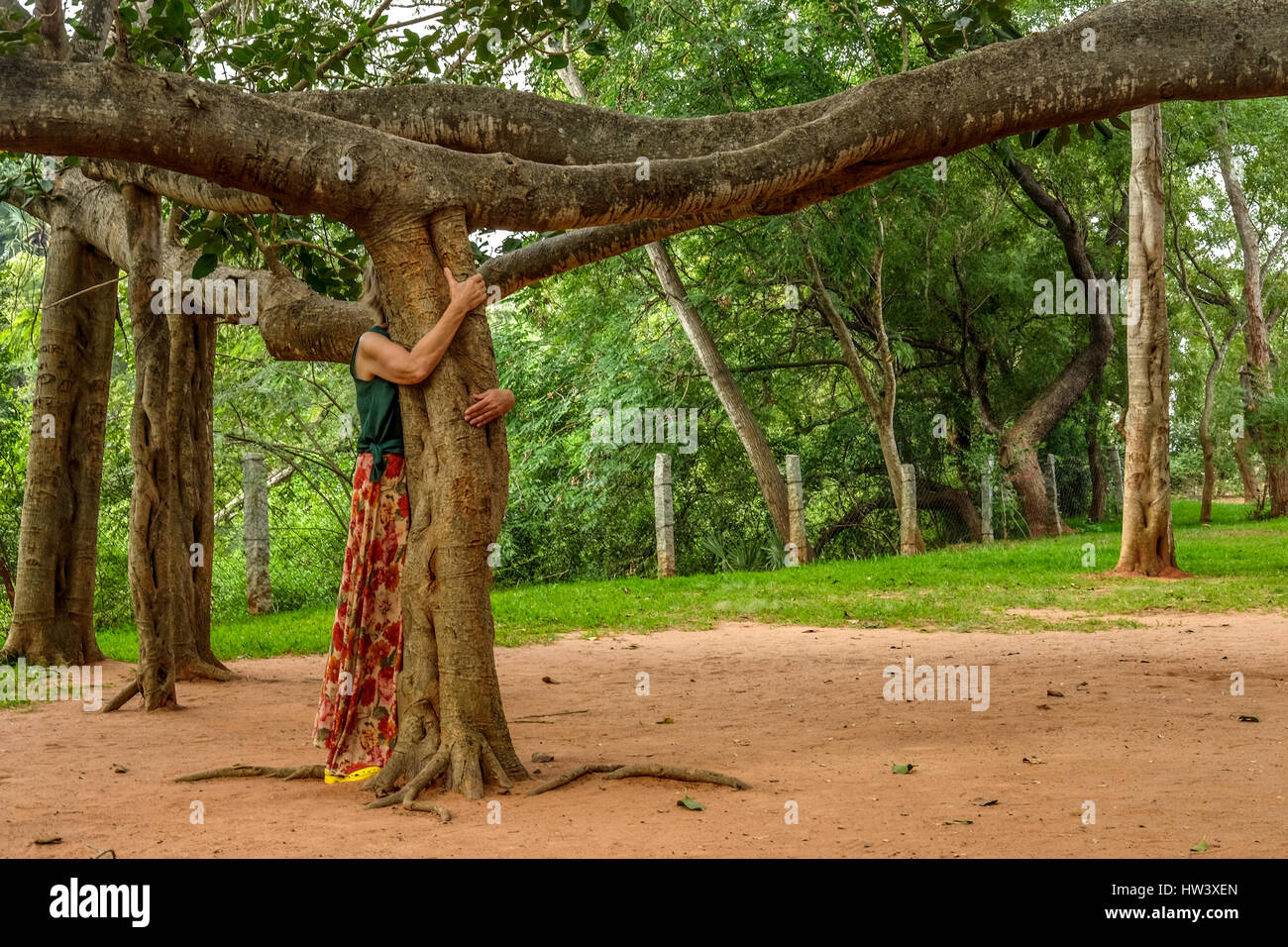 How to Hug a Tree Stock Photo - Alamy