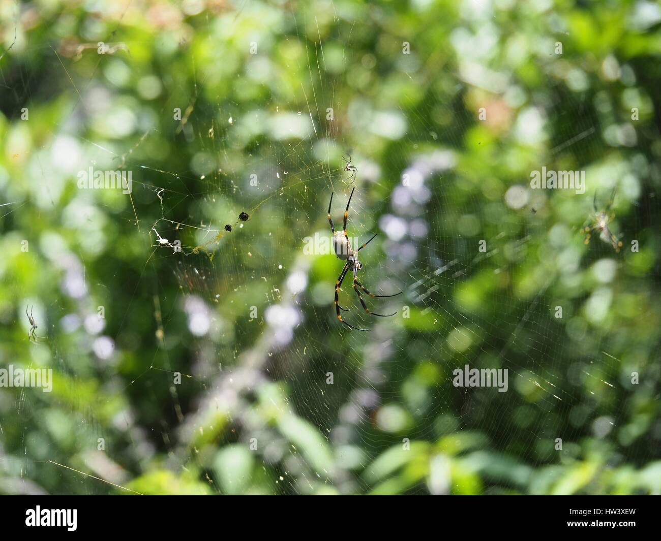 Spider web in australia hi-res stock photography and images - Alamy